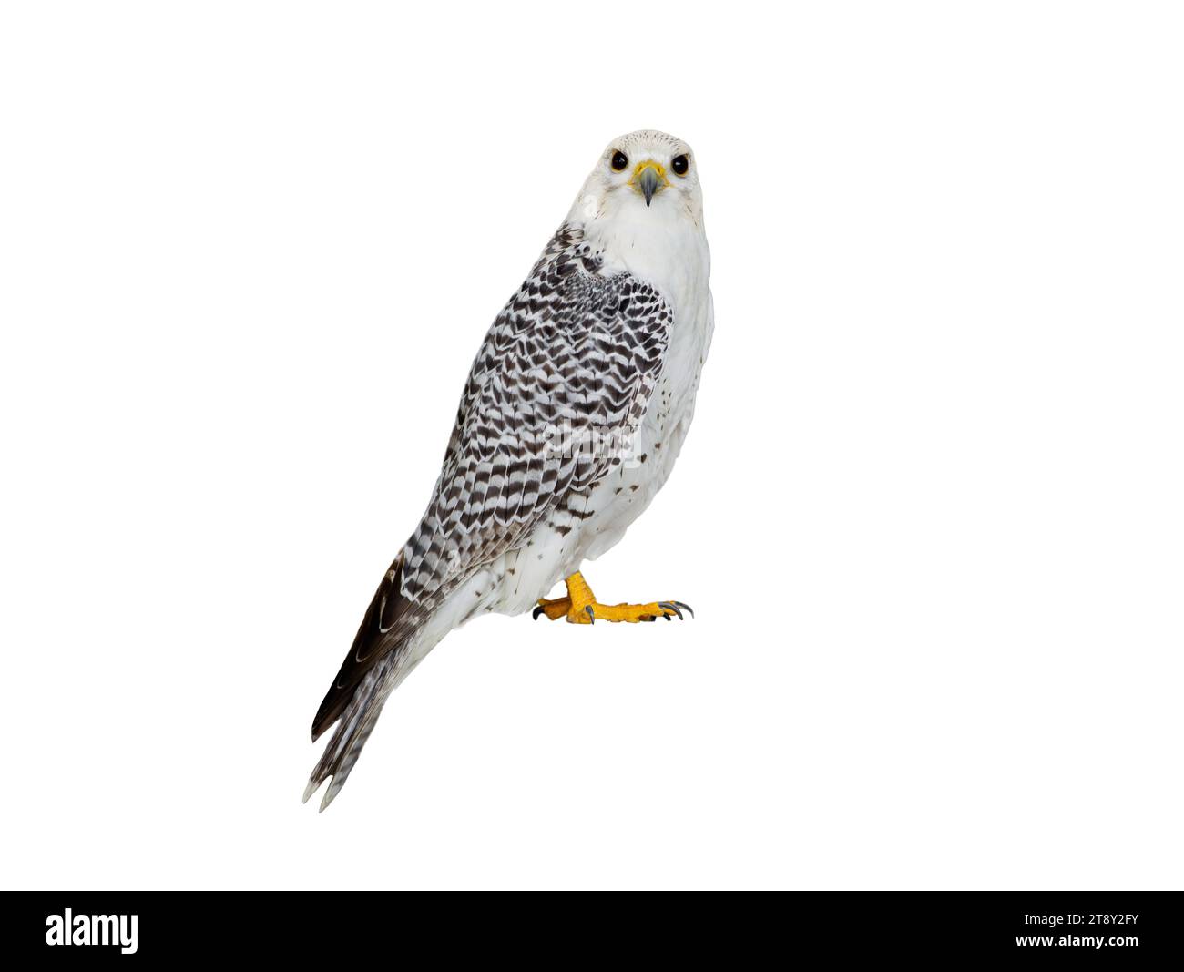 falco rusticolus isolated on white background Stock Photo - Alamy