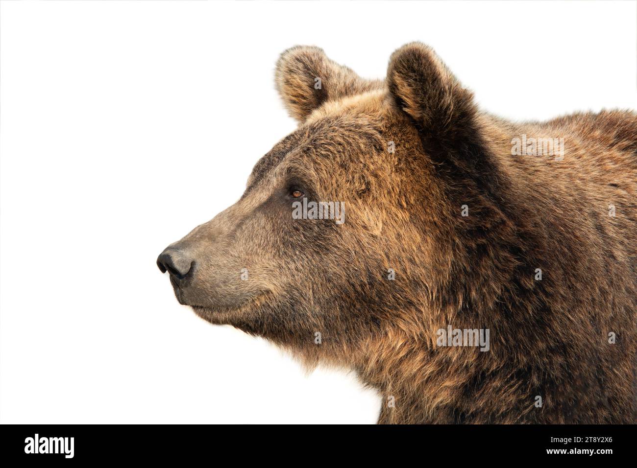 brown bear isolated on white background Stock Photo - Alamy