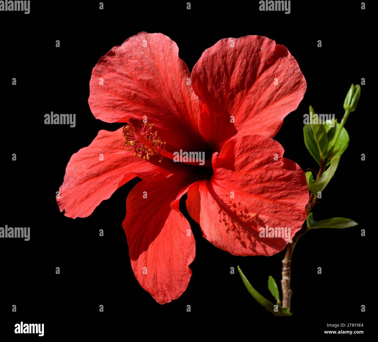 Hibiscus rosa-sinensis, auch Roseneibisch genannt, ist eine Heilpflanze ...