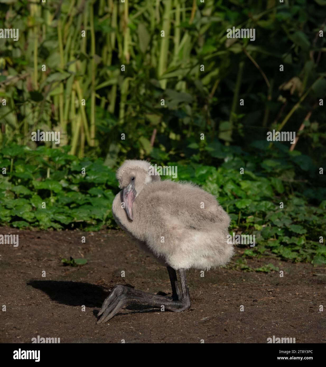 little flamingo on green background Stock Photo - Alamy