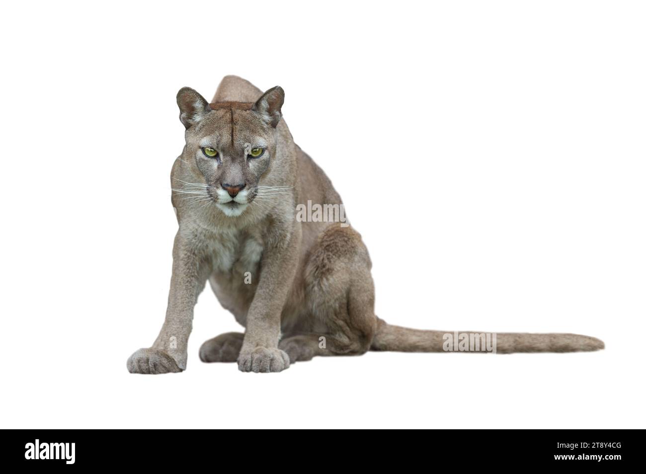 puma isolated on white background Stock Photo - Alamy