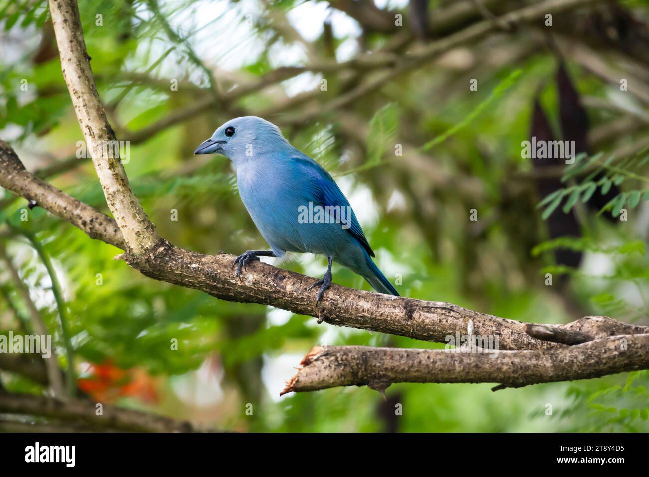 Blue-gray Tanager, Thraupis episcopus, perched in a small tree on the ...