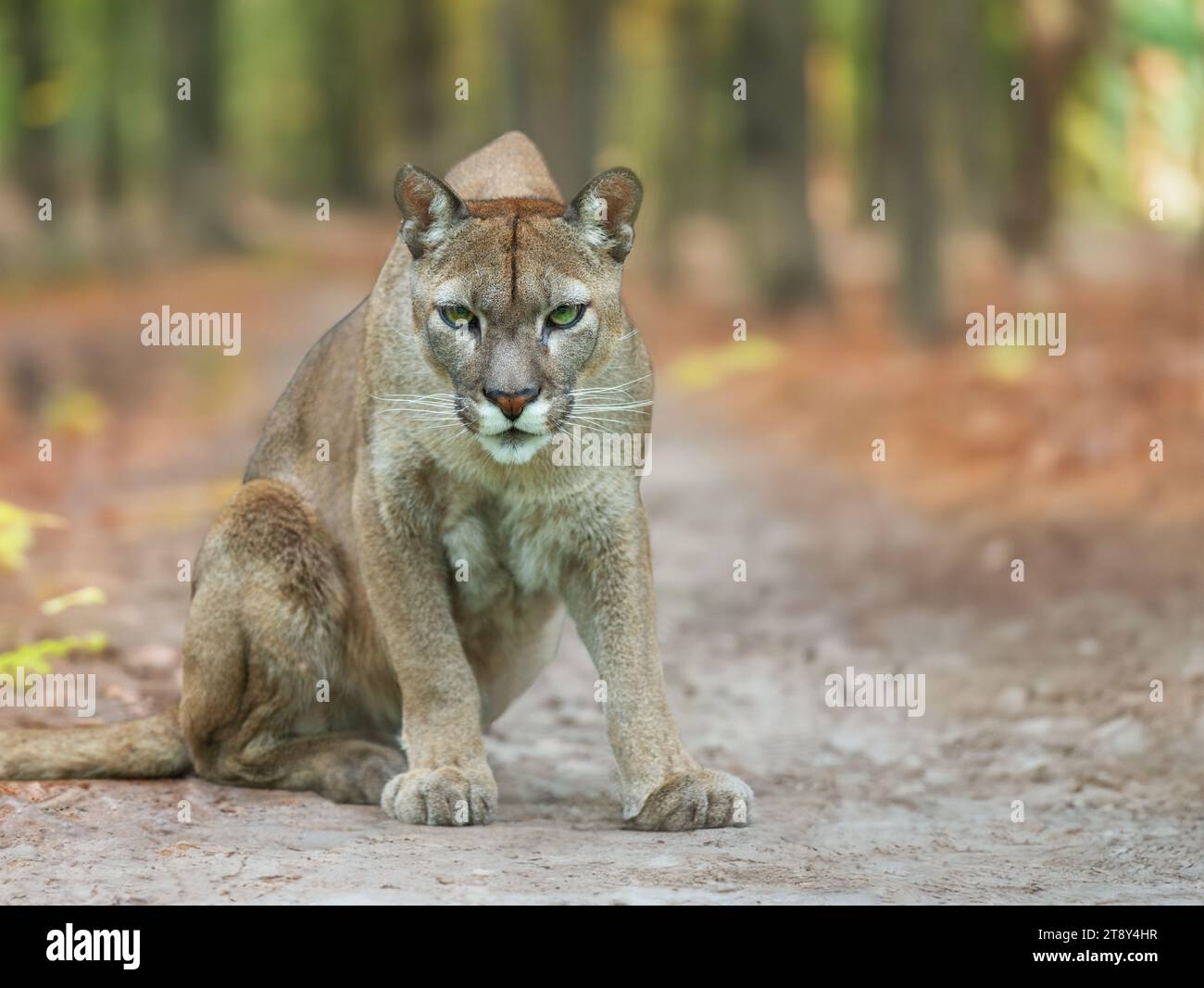 Puma paw hi-res stock photography and images - Alamy