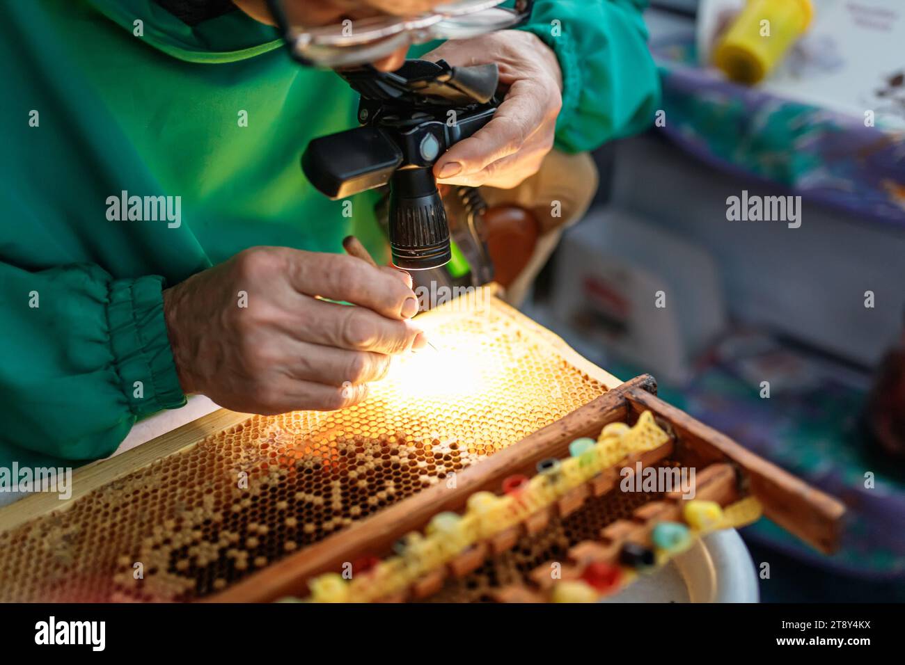 A beekeeper selects bee larvae to grow queen bees in plastic queen ...