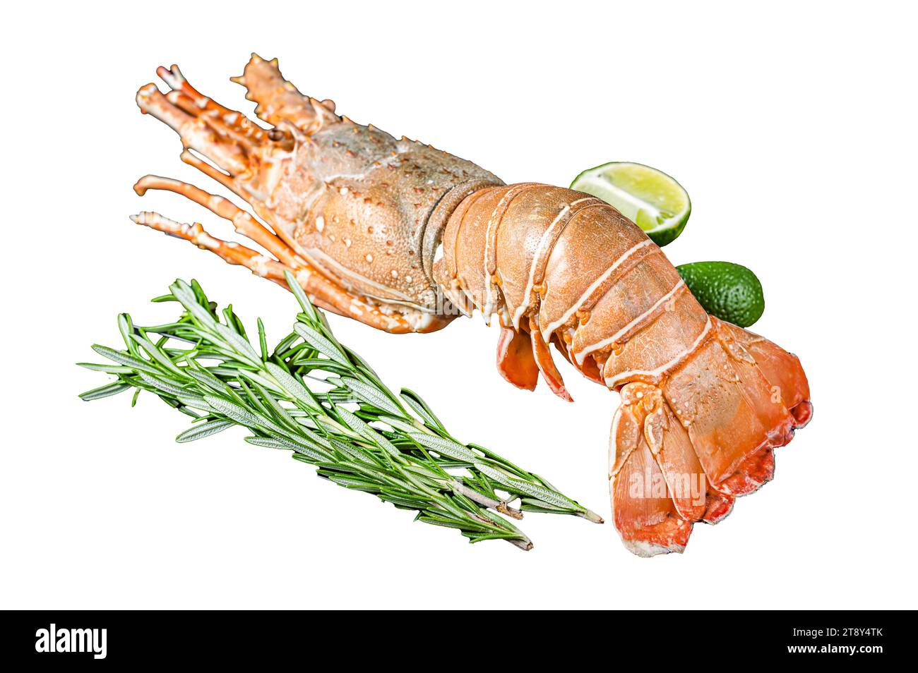 Boiled Spiny lobster or sea crayfish ready for eat. Isolated, white ...