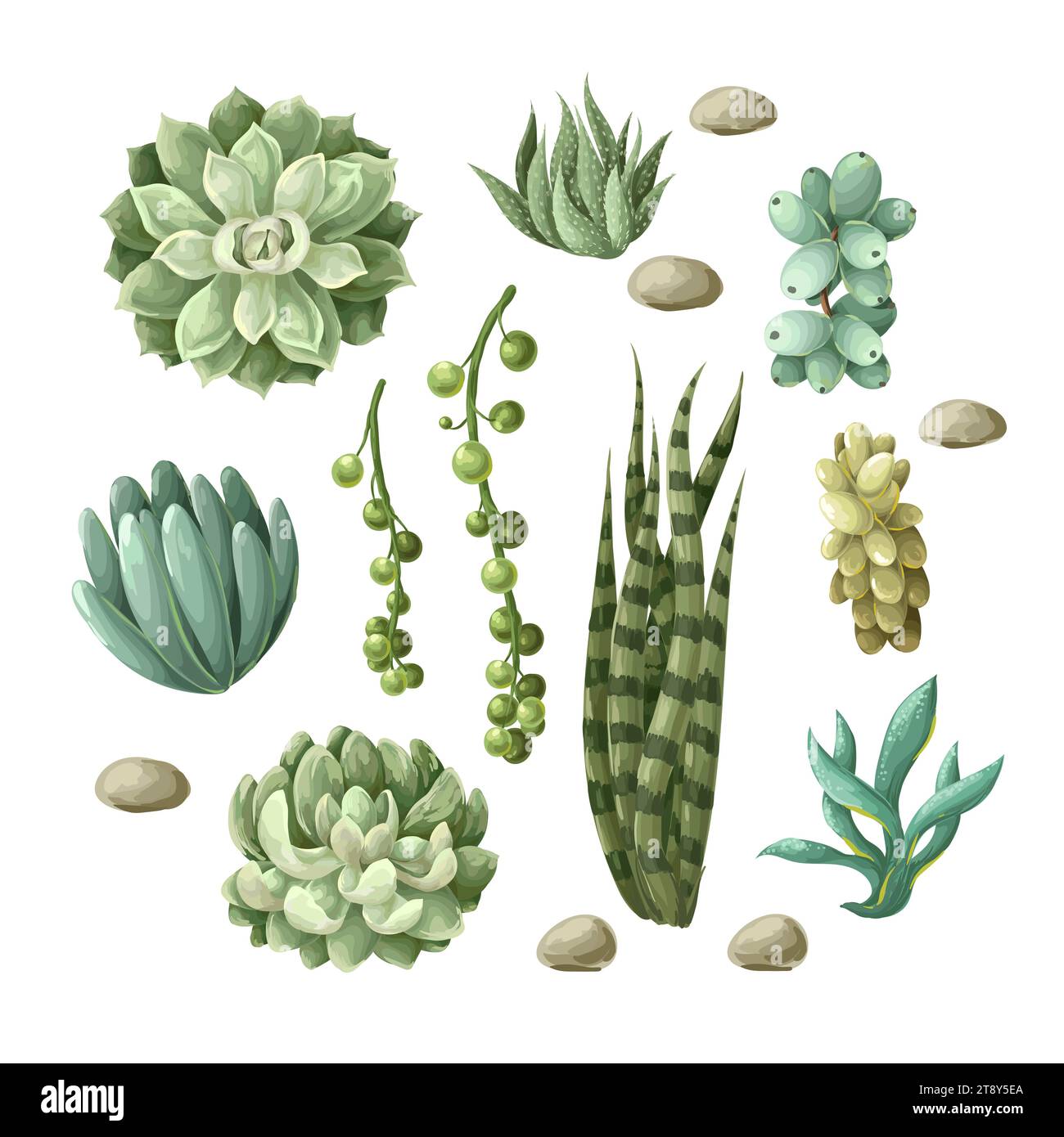 Succulents and cactus isolated. Vector Stock Vector Image & Art - Alamy