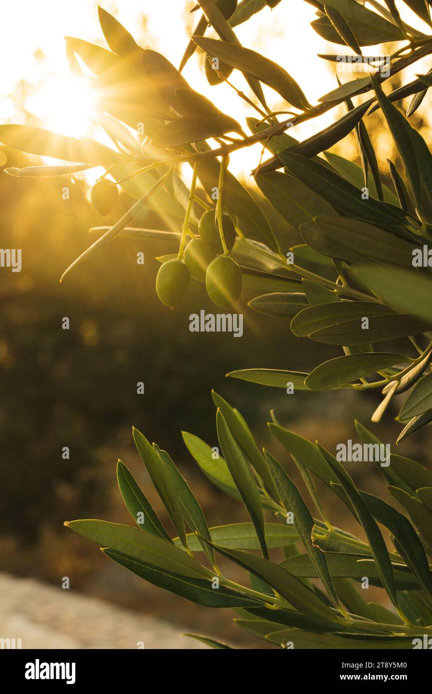 Harvesting an olive tree hi-res stock photography and images - Alamy