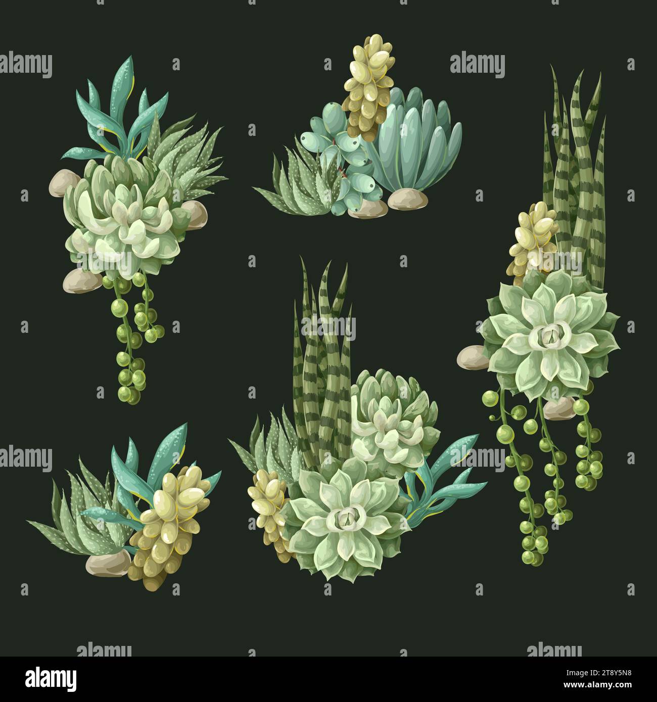 Succulents and cactus isolated. Vector Stock Vector Image & Art - Alamy
