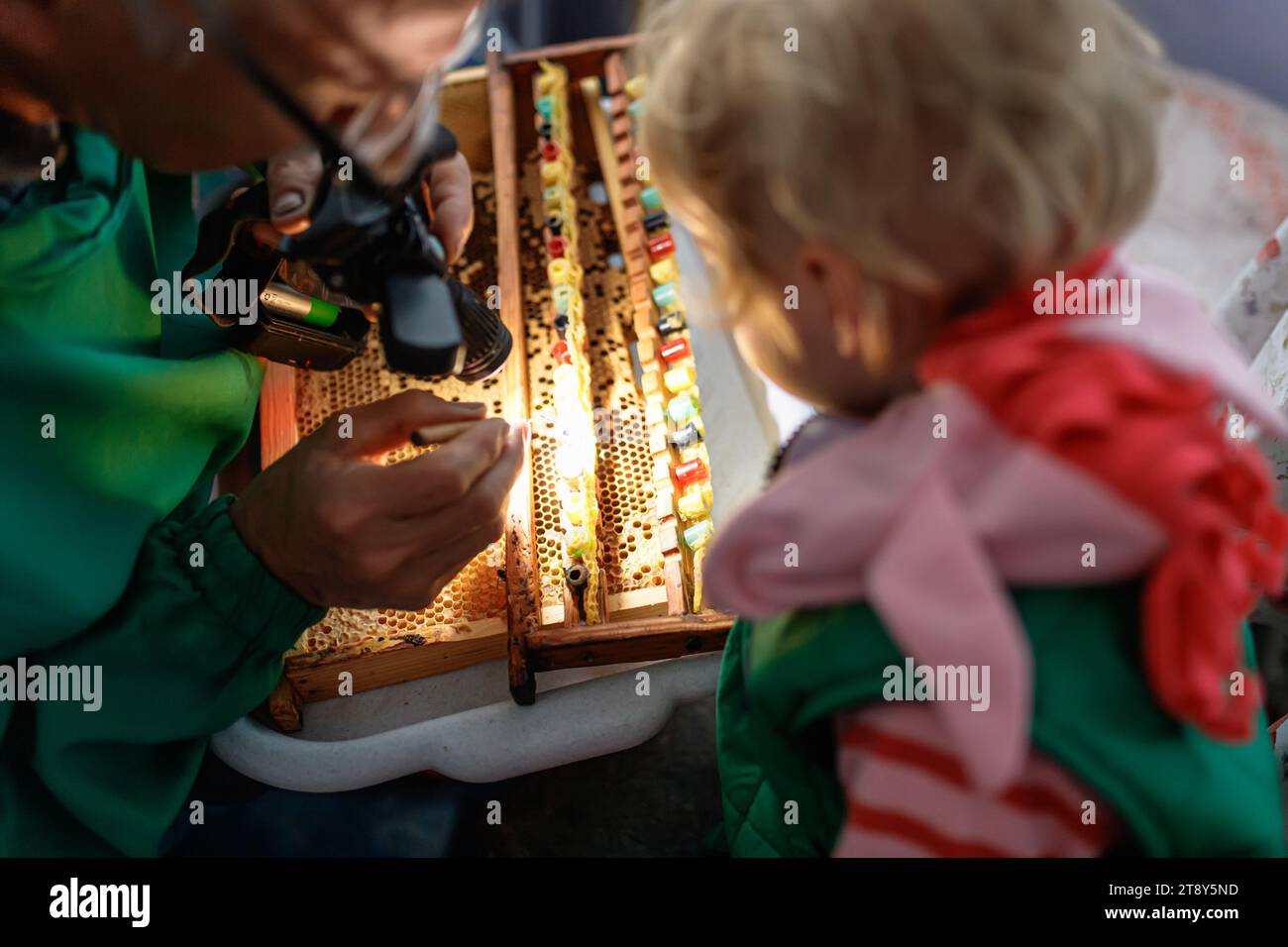A beekeeper selects bee larvae to grow queen bees in plastic queen ...