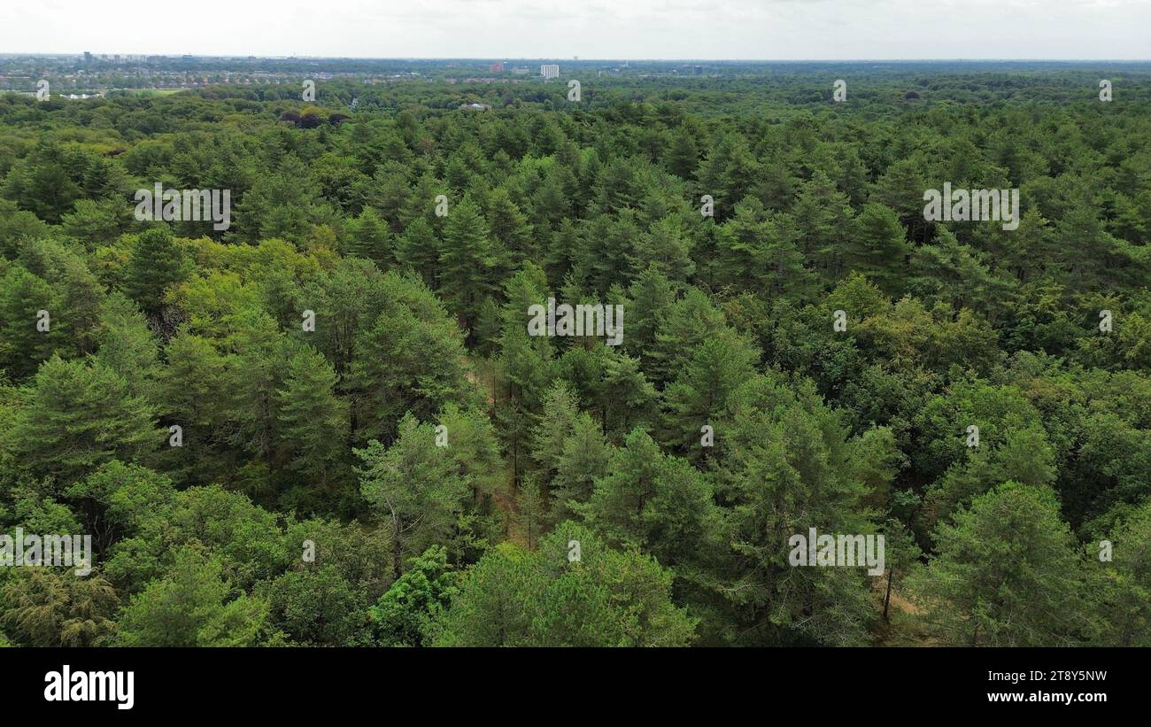 Aerial view of a lush, dense forest featuring tall trees and an ...