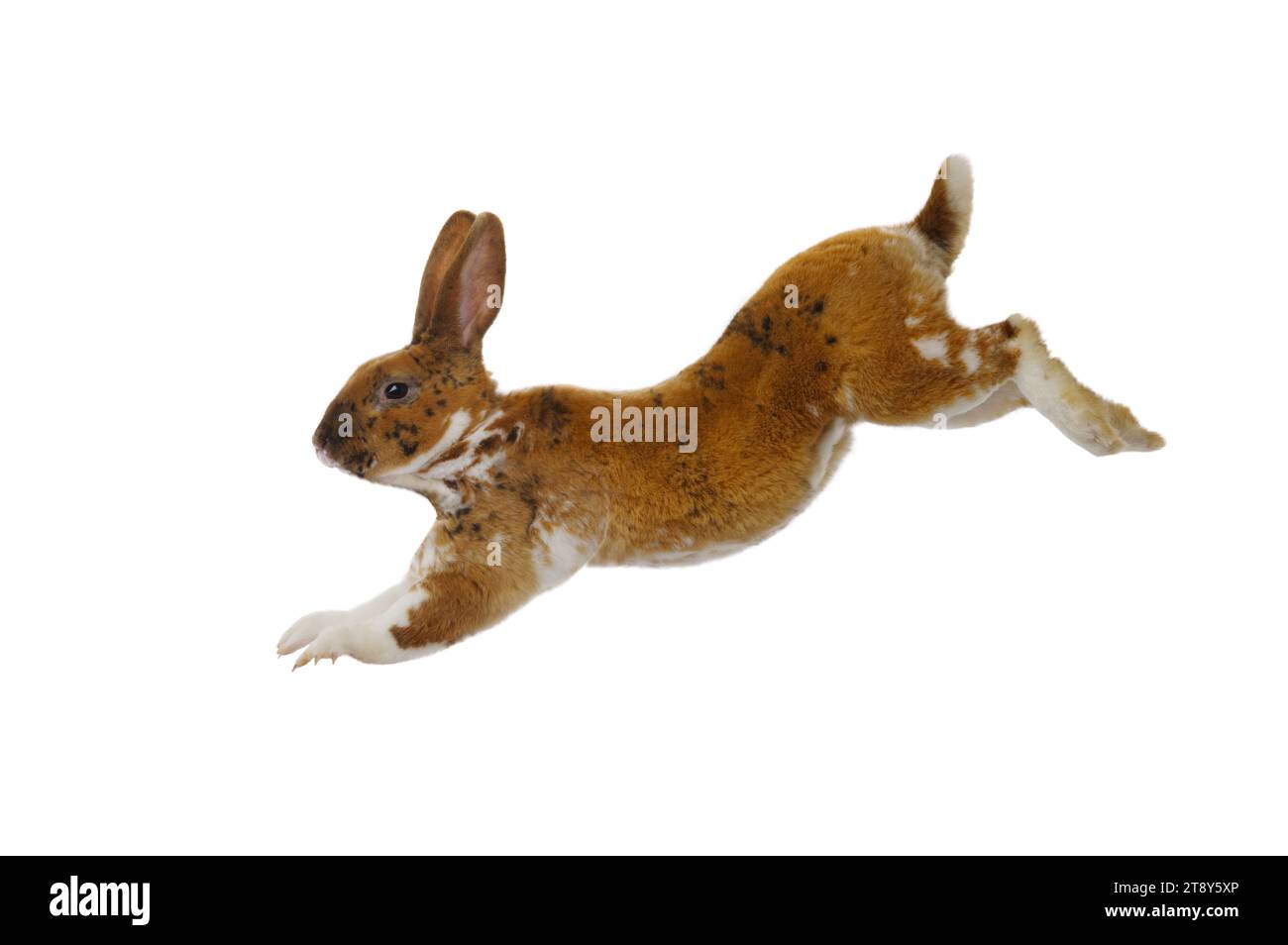 brown rabbit jump isolated on a white background Stock Photo - Alamy
