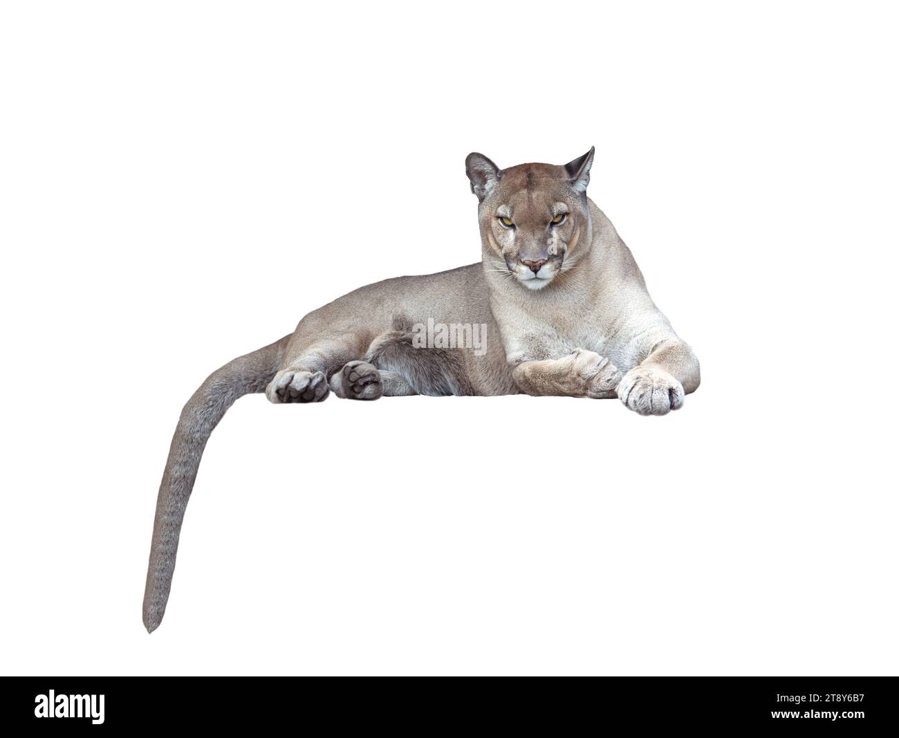Puma isolated on white background Stock Photo - Alamy
