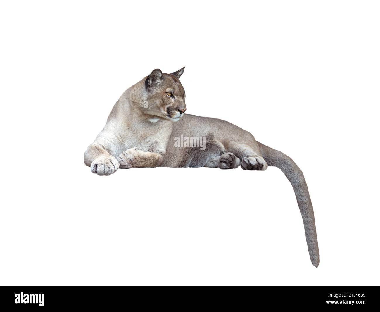 Puma isolated on white background Stock Photo - Alamy