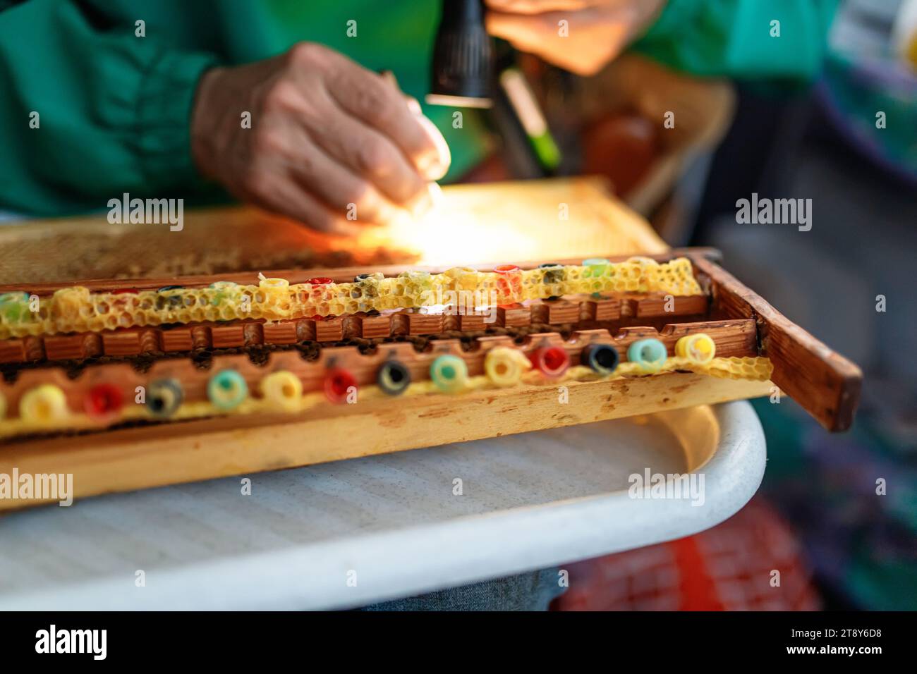 A beekeeper selects bee larvae to grow queen bees in plastic queen ...