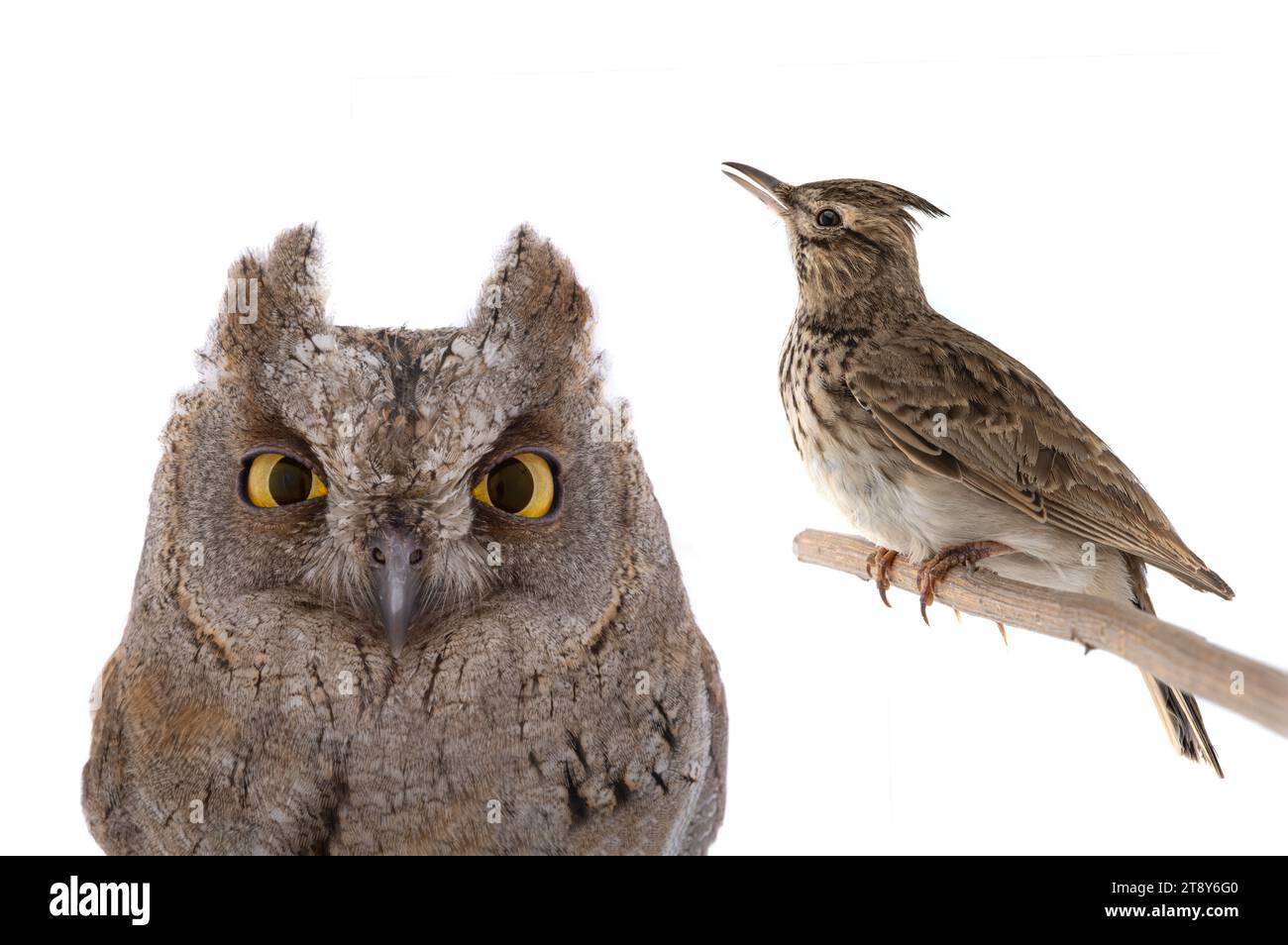 figurative picture of a portrait of an owl and a lark isolated on a ...