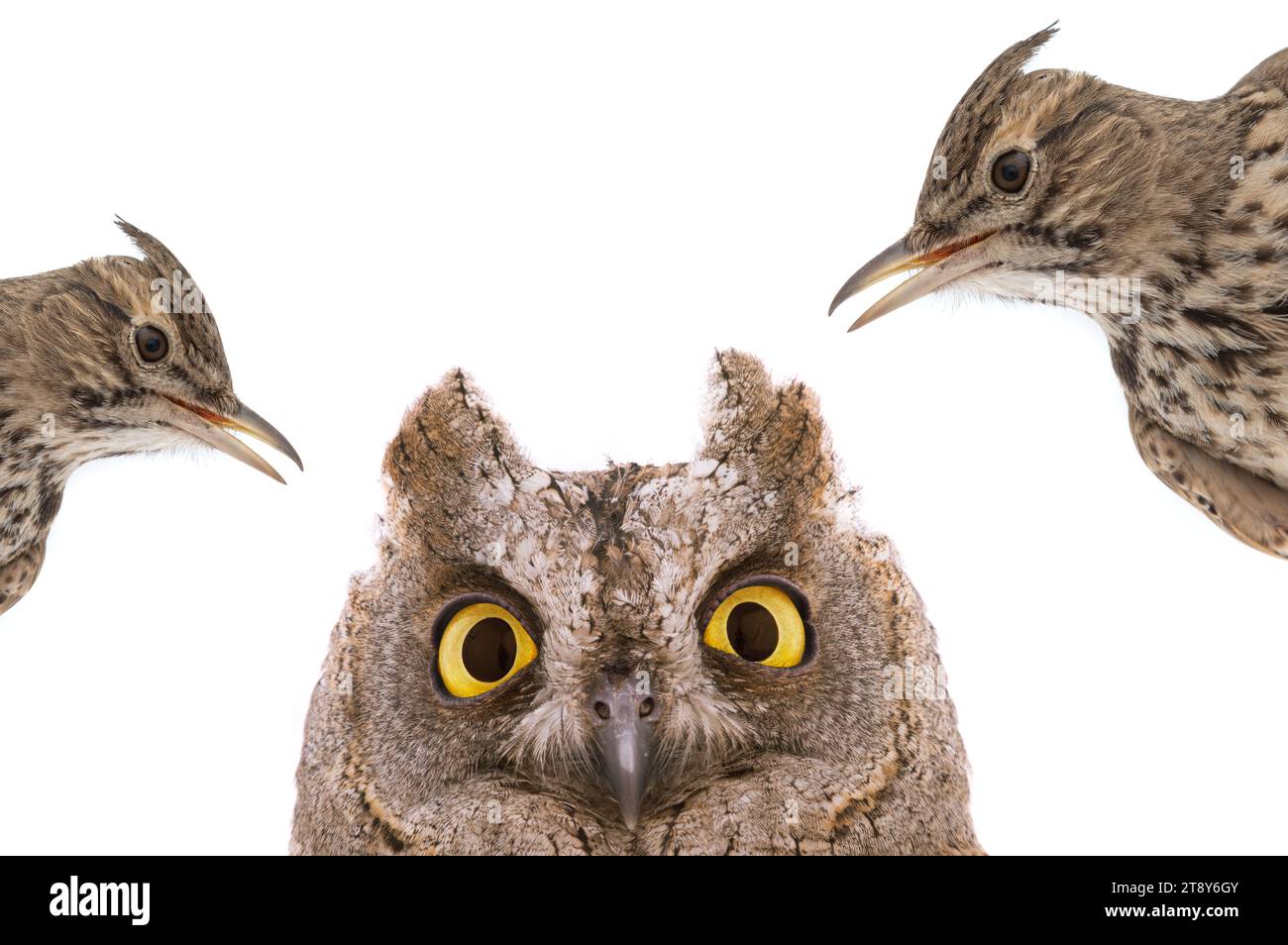 figurative picture of a portrait of an owl and a lark isolated on a ...