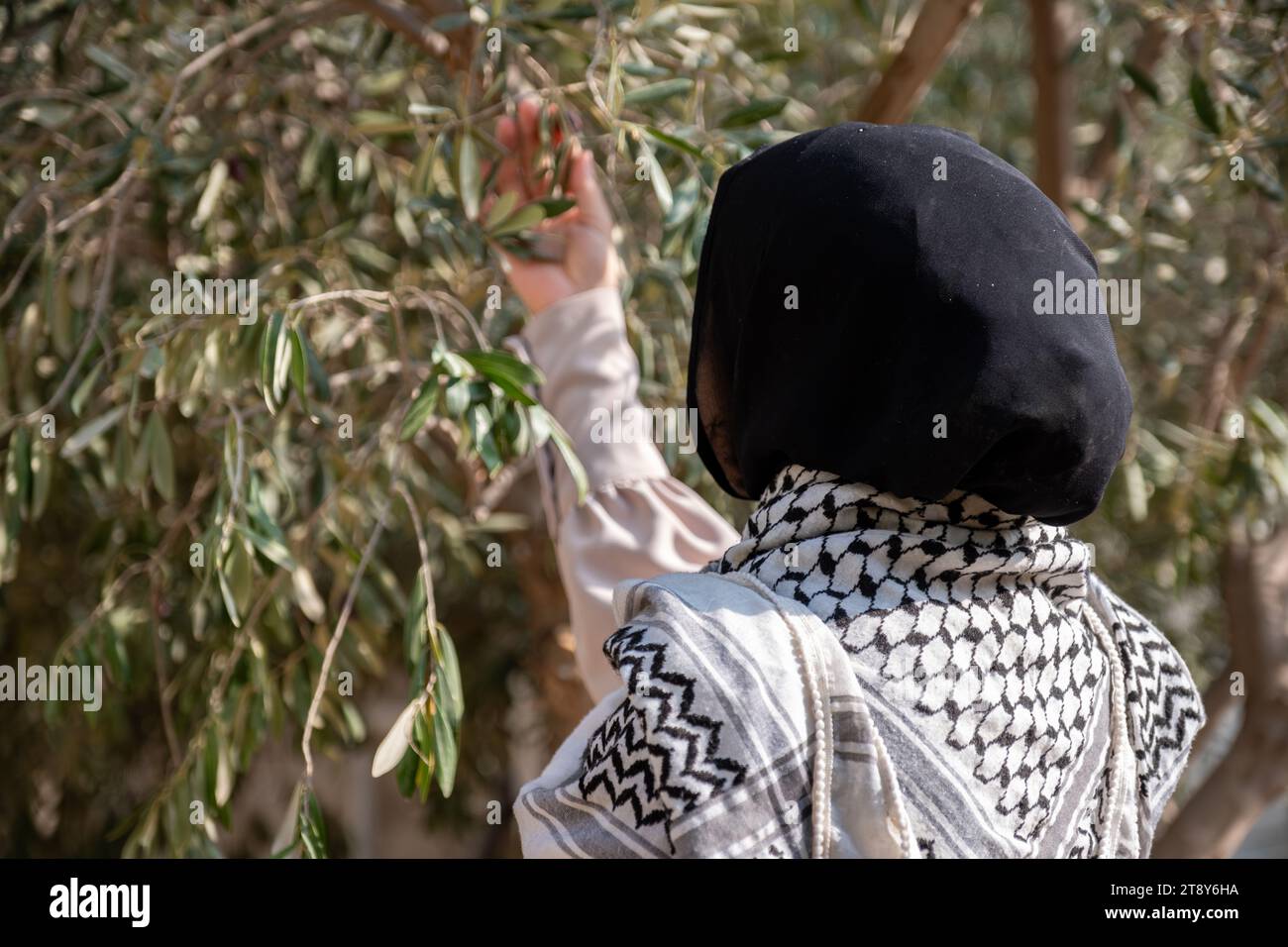 Female holding branch of olive tree while wearing palestinian keffiyeh ...