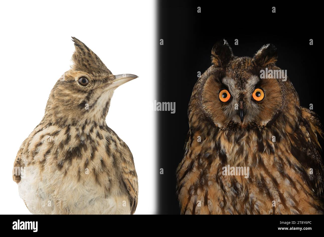 figurative picture of a portrait of an owl and a lark isolated on a ...