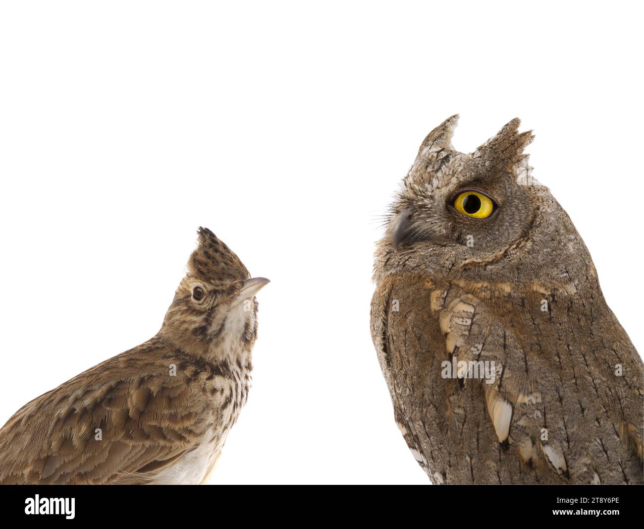 figurative picture of a portrait of an owl and a lark isolated on a white background. "Lark" you ...