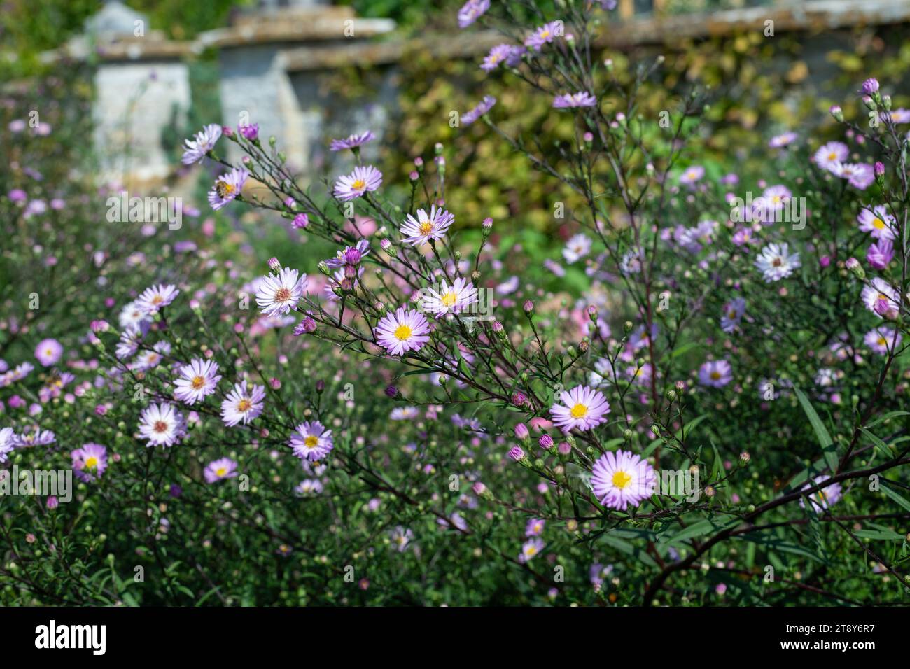 Close up of aromatic aster (symphyotrichum oblongifolium) flowers in ...