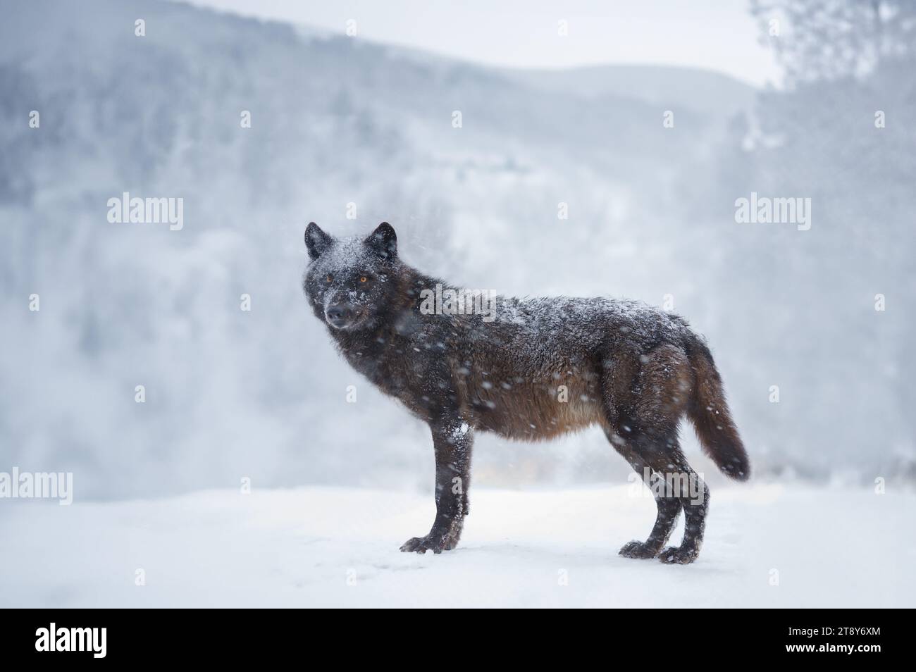 black canadian wolf in the forest during a snowfall Stock Photo - Alamy