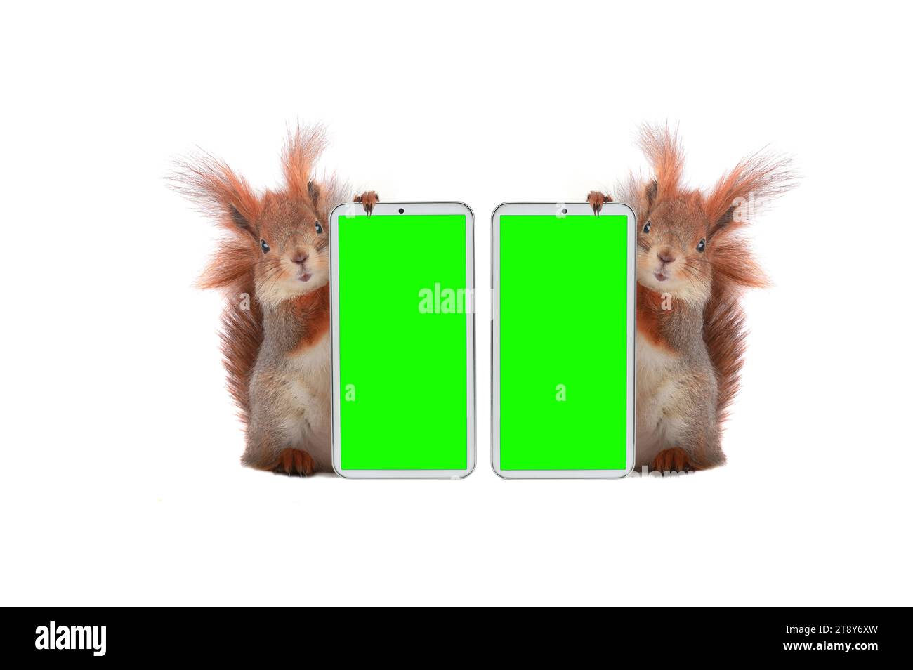 Holding phone green screen Cut Out Stock Images & Pictures - Alamy