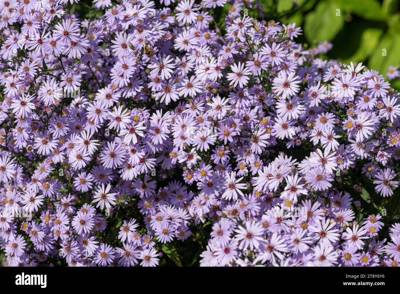 Close up of aromatic aster (symphyotrichum oblongifolium) flowers in ...