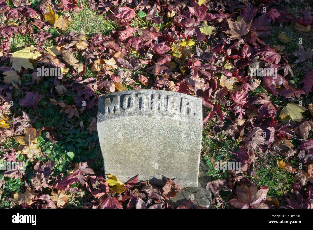 A small headstone that only says mother and is surrounded by fallen ...