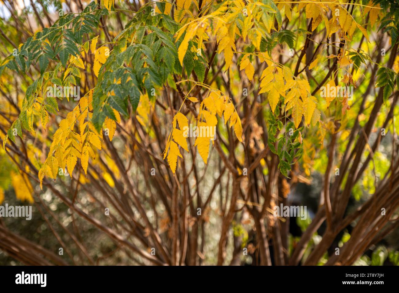 Yellow tree leaves with branches during autumn Stock Photo - Alamy