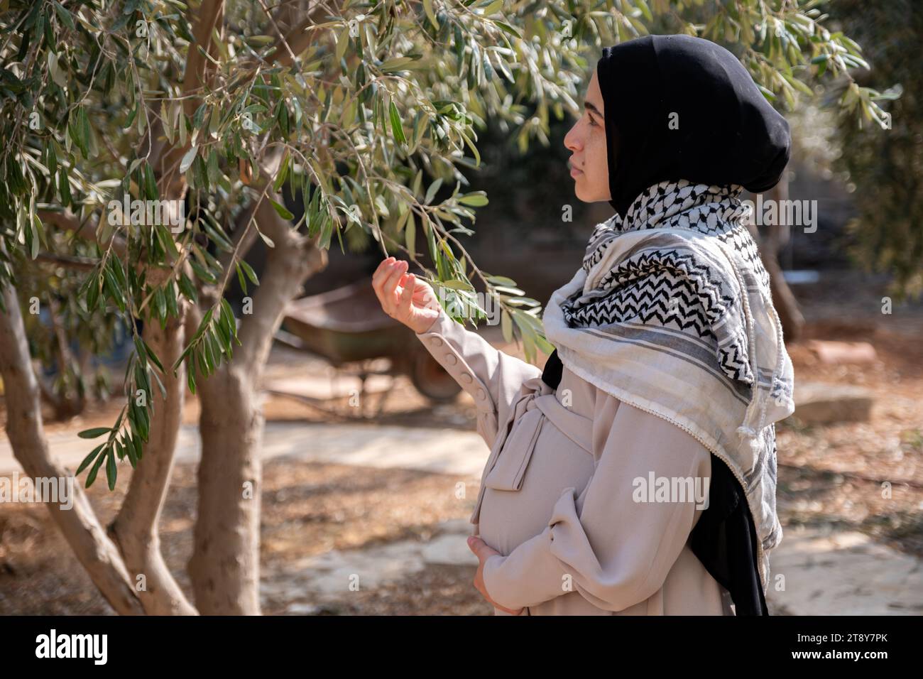 Female holding branch of olive tree while wearing palestinian keffiyeh ...