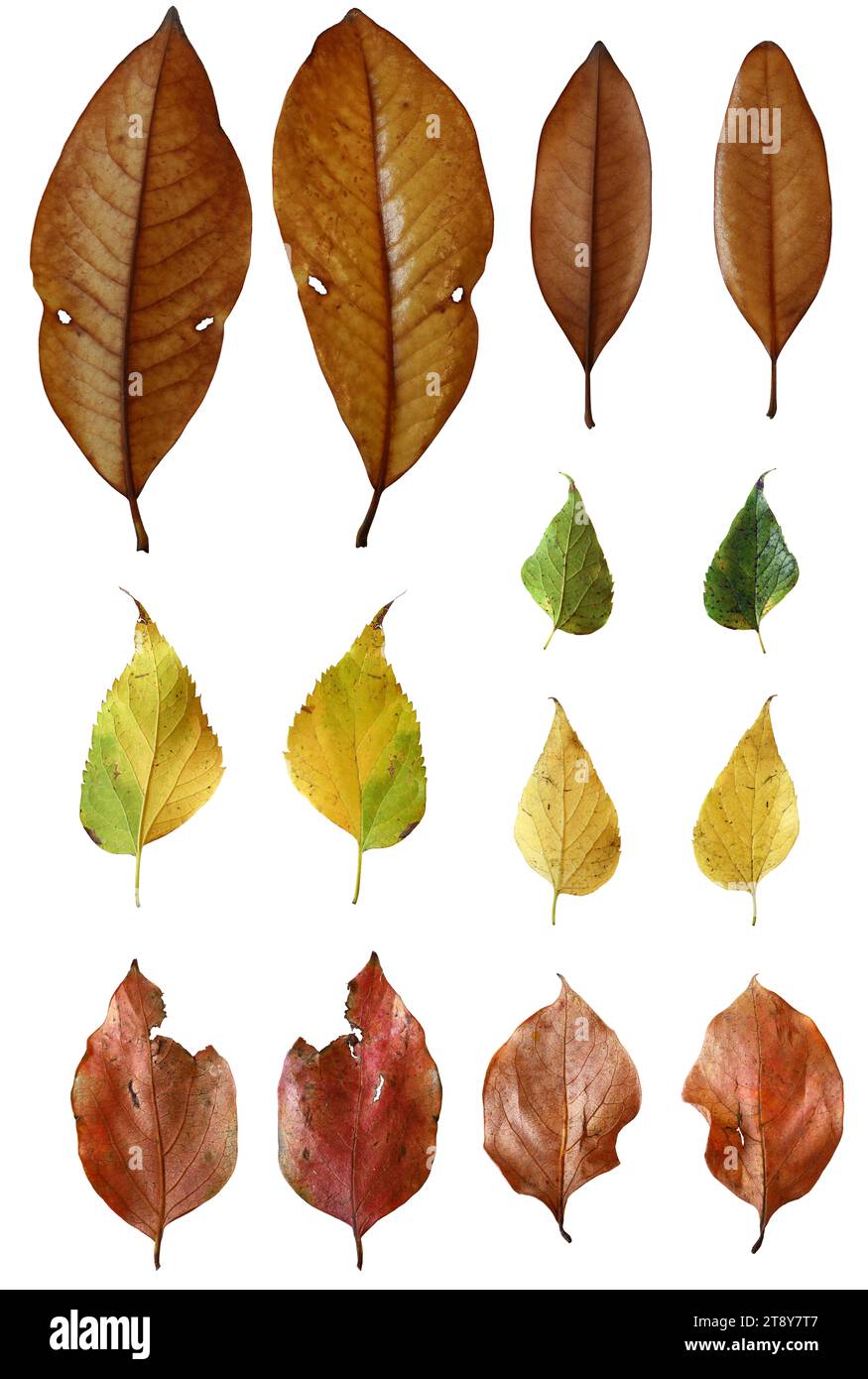 The images depict a variety of foliage, including leaves with distinct ...