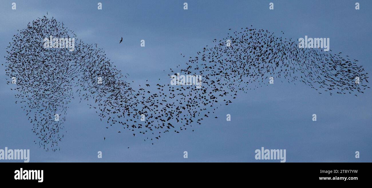 November 2023 murmuration hi-res stock photography and images - Alamy