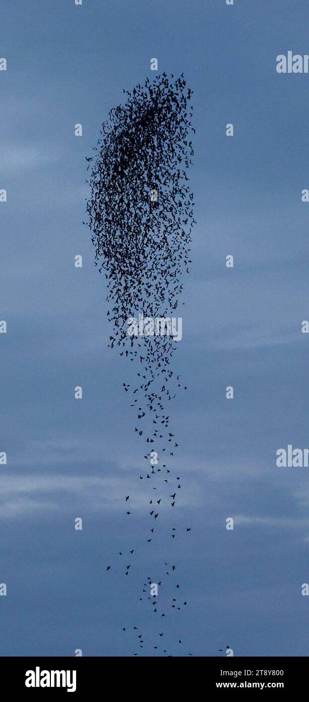 Starling murmuration 2023 hi-res stock photography and images - Alamy