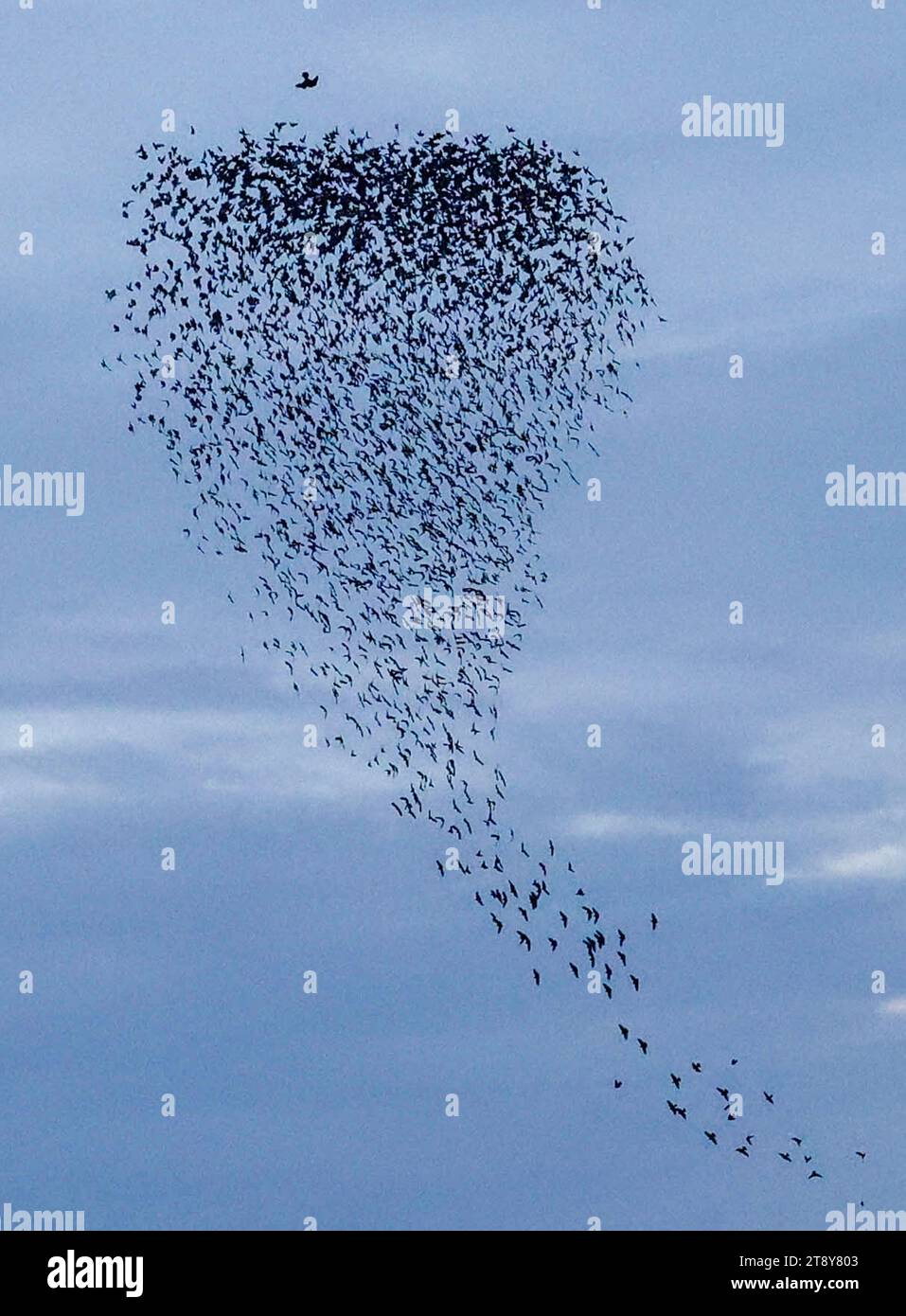 Starling murmuration 2023 hi-res stock photography and images - Alamy
