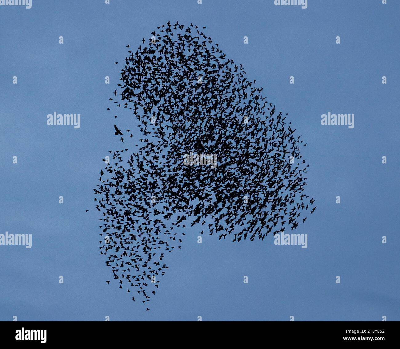 November 2023 murmuration hi-res stock photography and images - Alamy