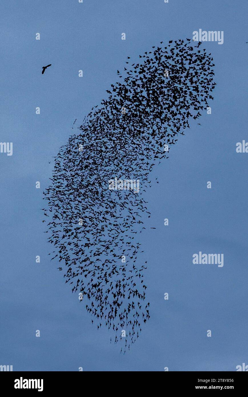 November 2023 murmuration hi-res stock photography and images - Alamy