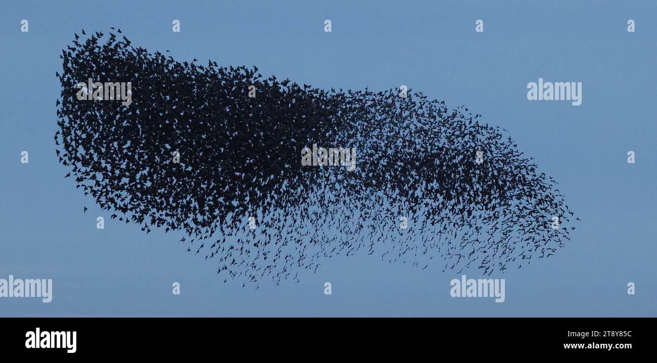 November 2023 murmuration hi-res stock photography and images - Alamy