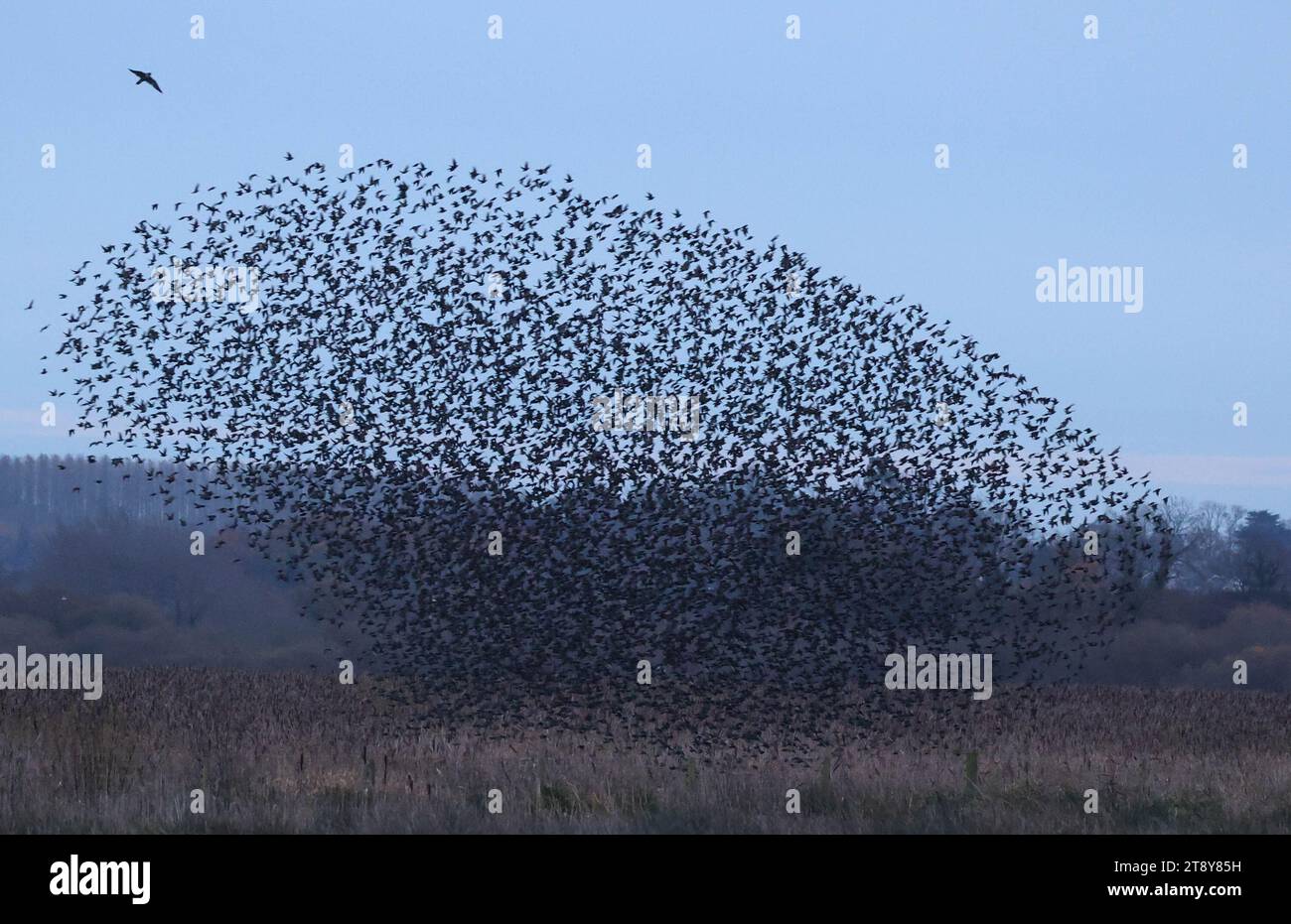 November 2023 murmuration hi-res stock photography and images - Alamy
