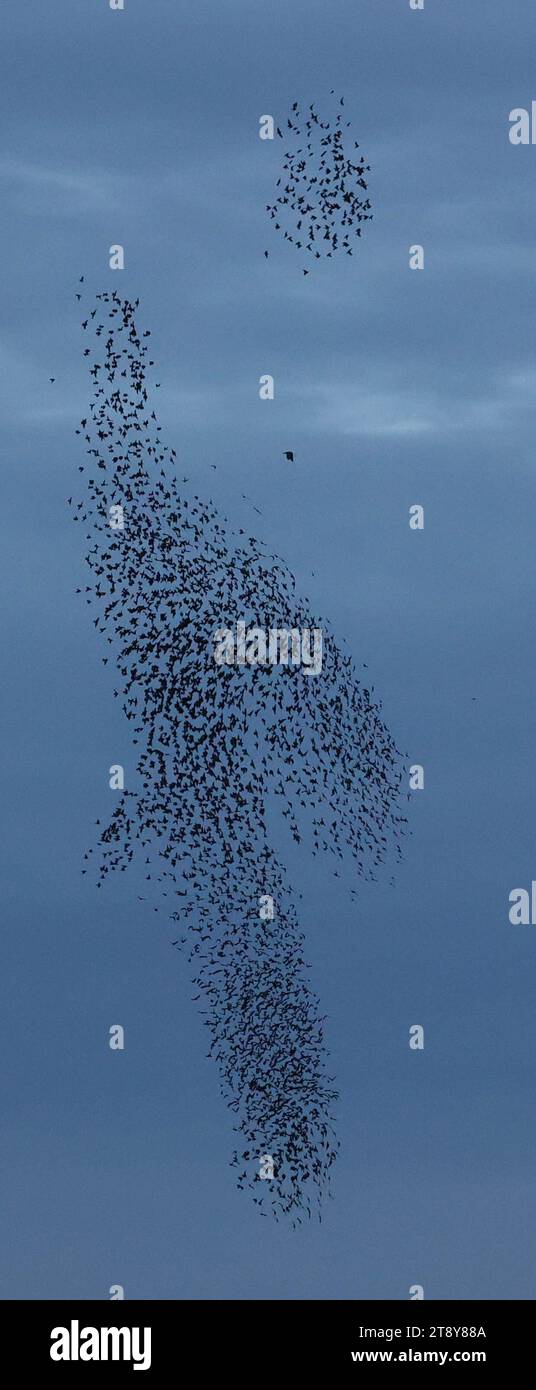 Aghalee, County Antrim, Northern Ireland, UK. 21st Nov 2023. UK autumn ...