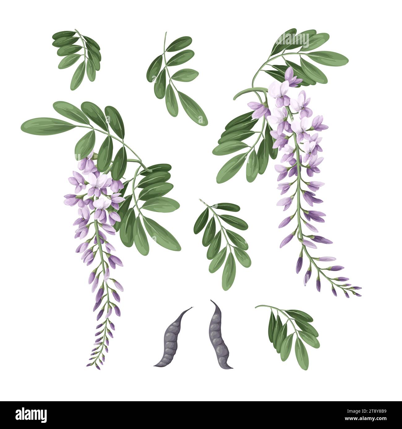 Acacia flowers and leaves isolated. Vector Stock Vector Image & Art - Alamy