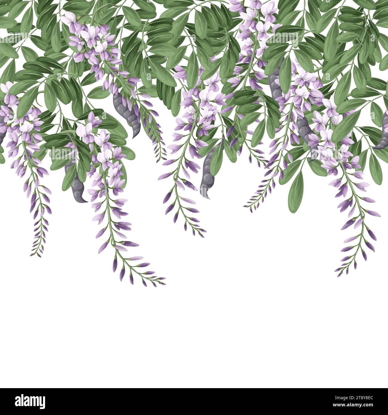 Border with acacia flowers and leaves. Vector Stock Vector Image & Art ...