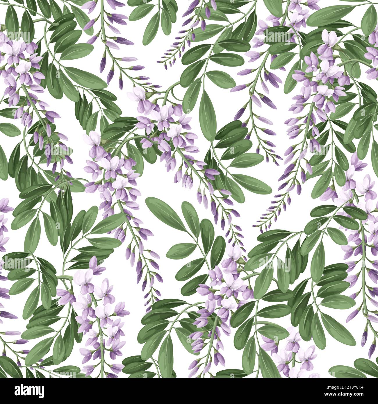 Acacia white flowers Stock Vector Images - Alamy