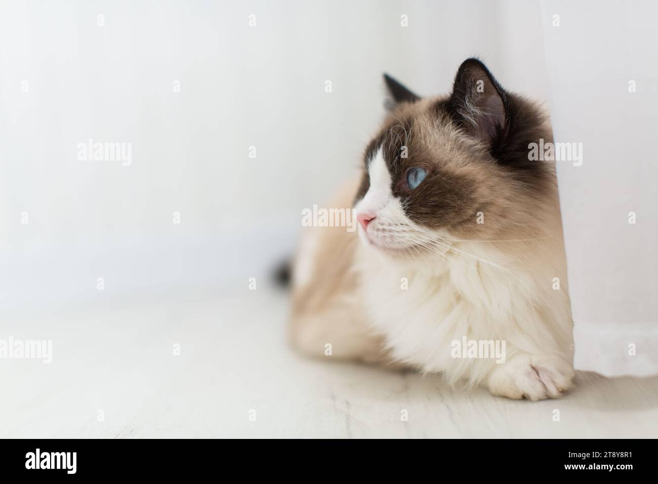 Beautiful young white purebred Ragdoll cat with blue eyes, at home ...
