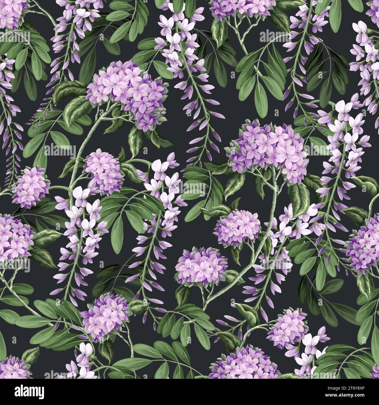 Acacia white flowers Stock Vector Images - Alamy