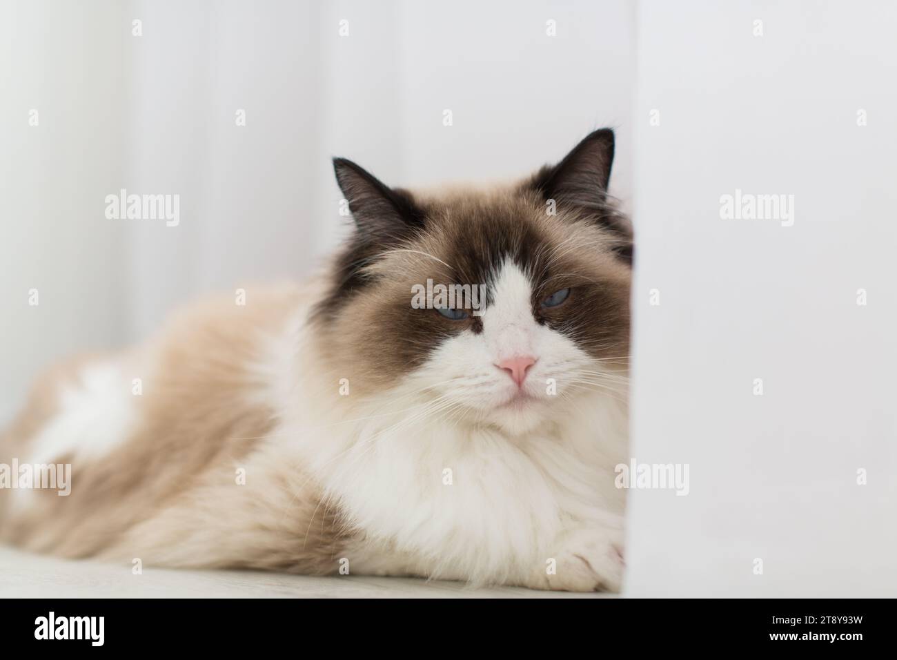 Beautiful young white purebred Ragdoll cat with blue eyes, at home ...