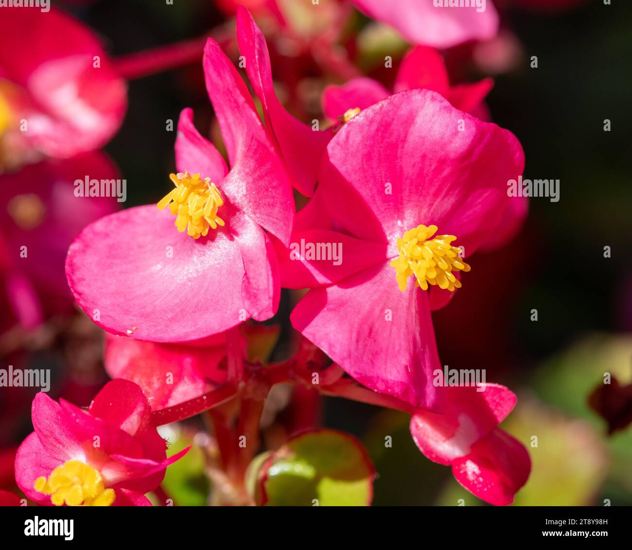 Close Up Of Pink Begonia Flowers In Bloom Stock Photo Alamy