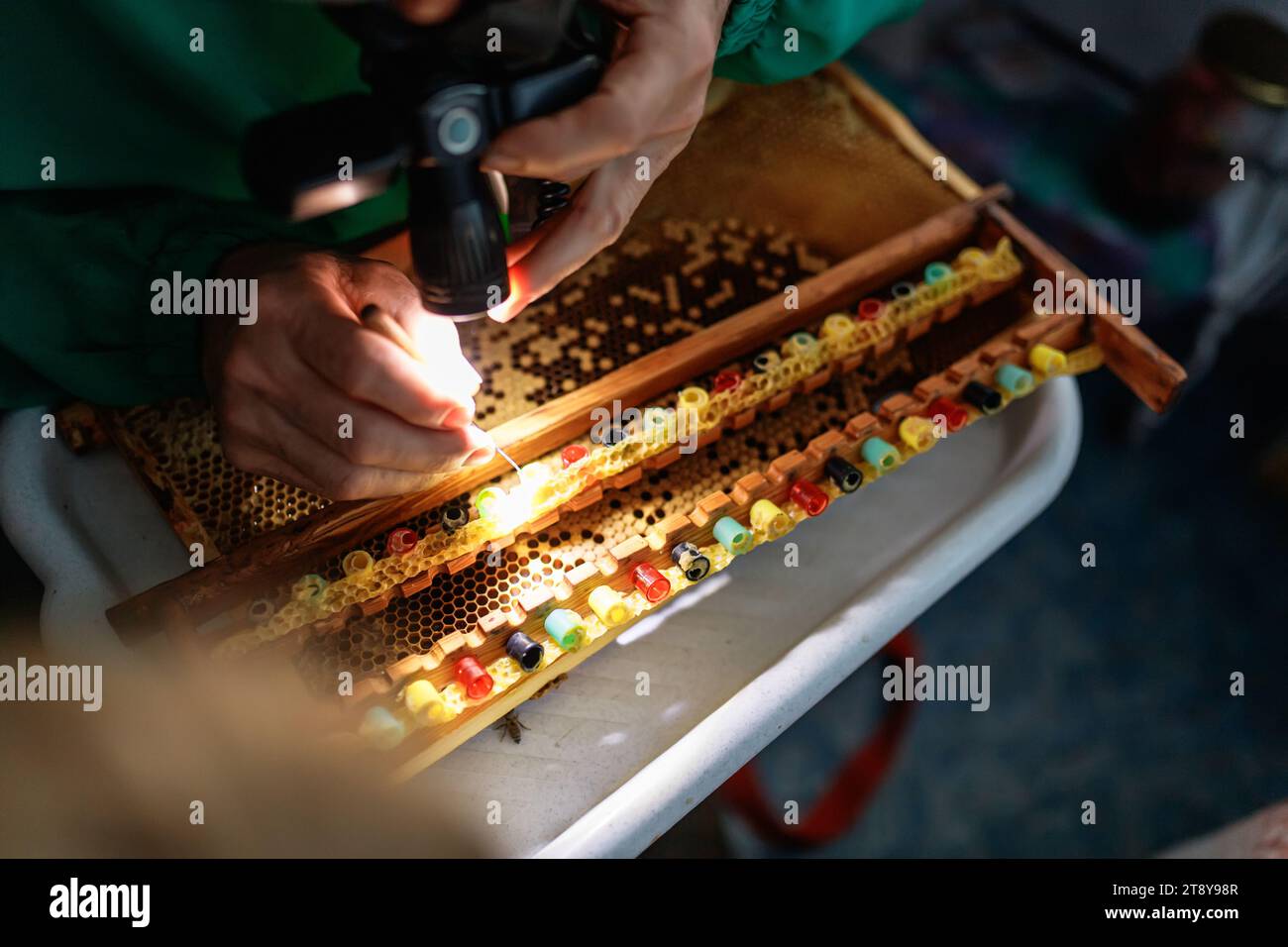 A beekeeper selects bee larvae to grow queen bees in plastic queen ...