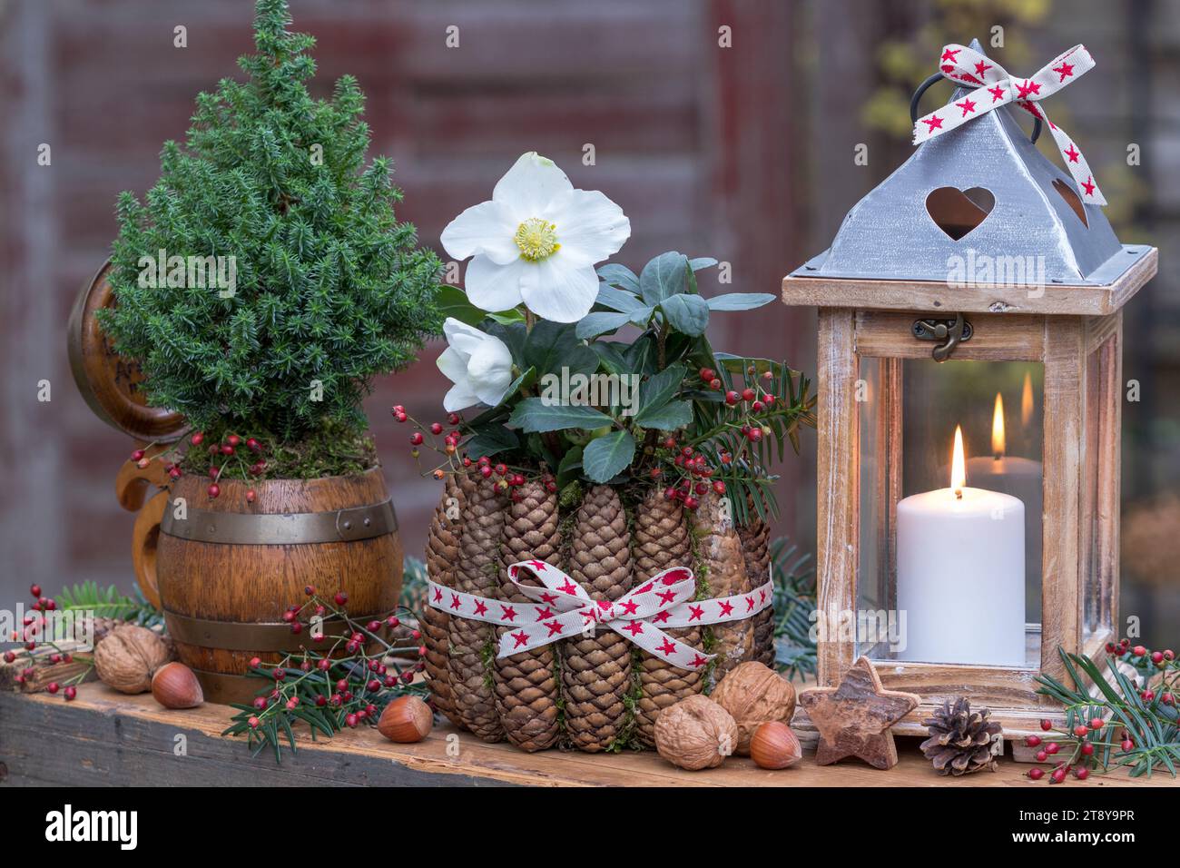 rustic christmas decoration with helleborus niger, picea glauca, fir ...