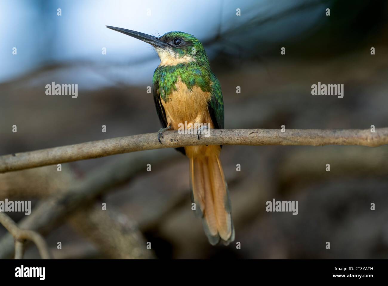 Rufous tailed jacamar, female in tropical Pantanal, Brasil, September ...