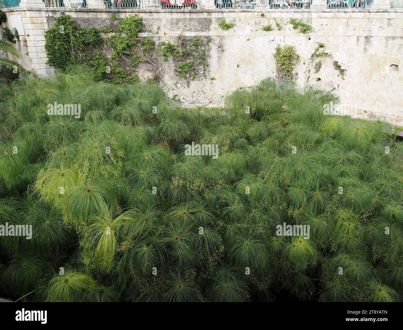 Fonte Aretusa, Fountain of Arethusa, natural spring, papyrus, Cyperus ...